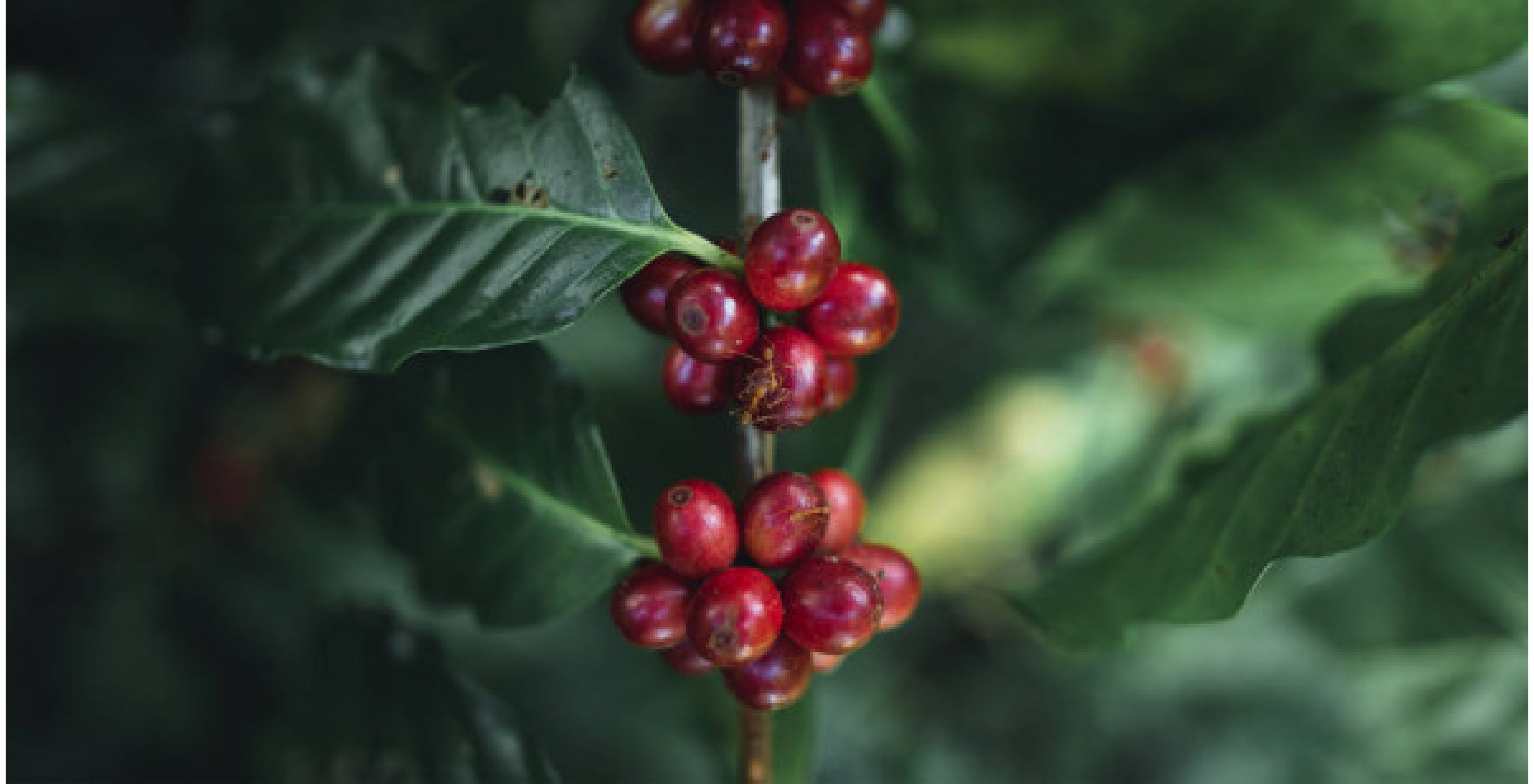 Five Things You Need to Know About Blue Mountain Coffee | 2023 Update ...