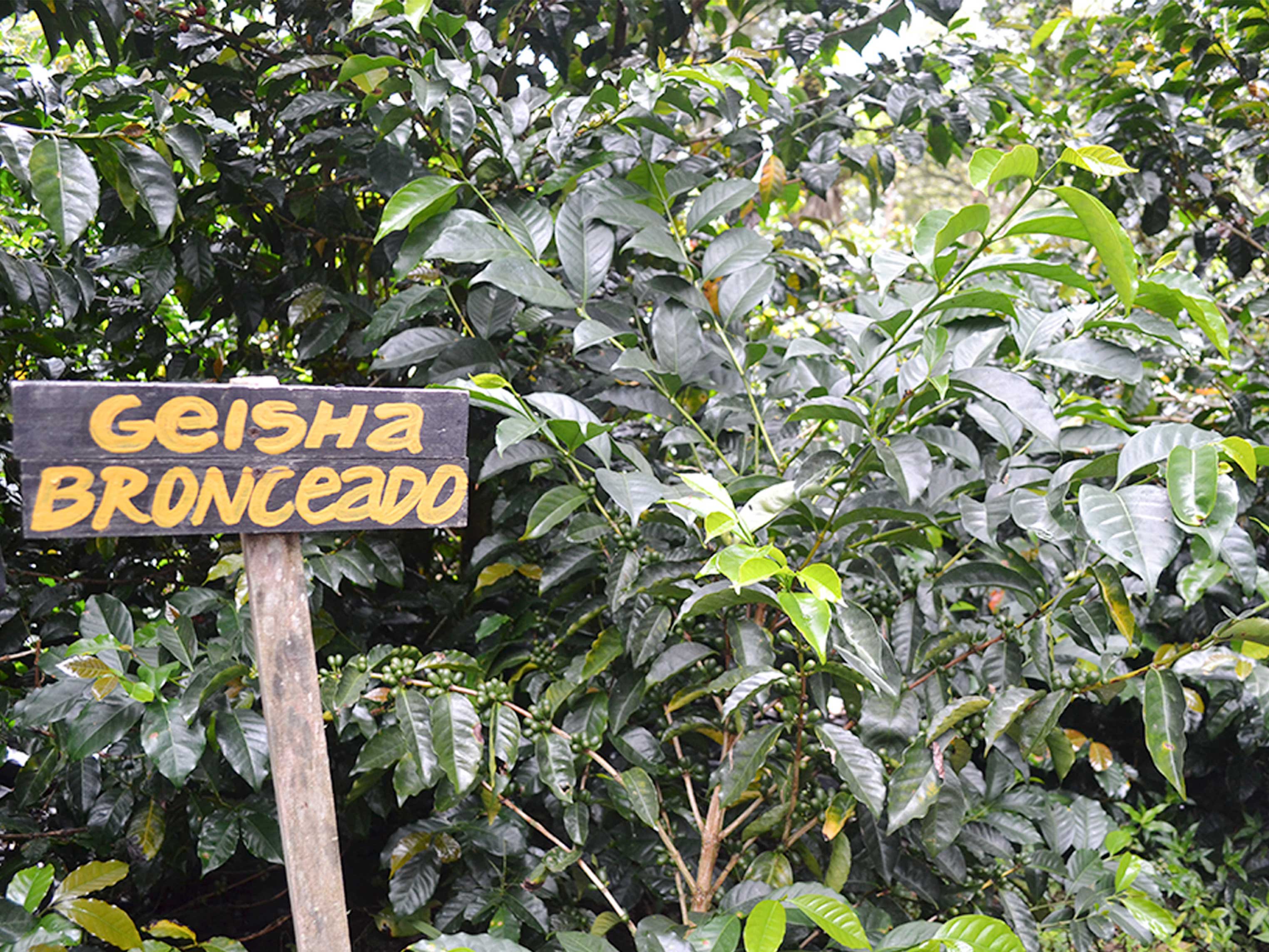 Yes, a Pack of Panama Geisha Coffee Beans Really Did Sell for $1,029 ...